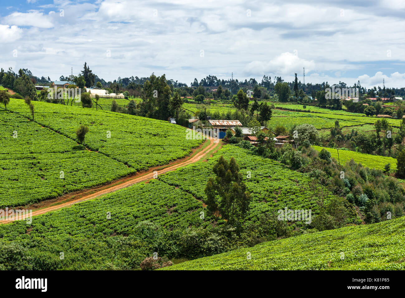 Tea shrubs hi-res stock photography and images - Alamy