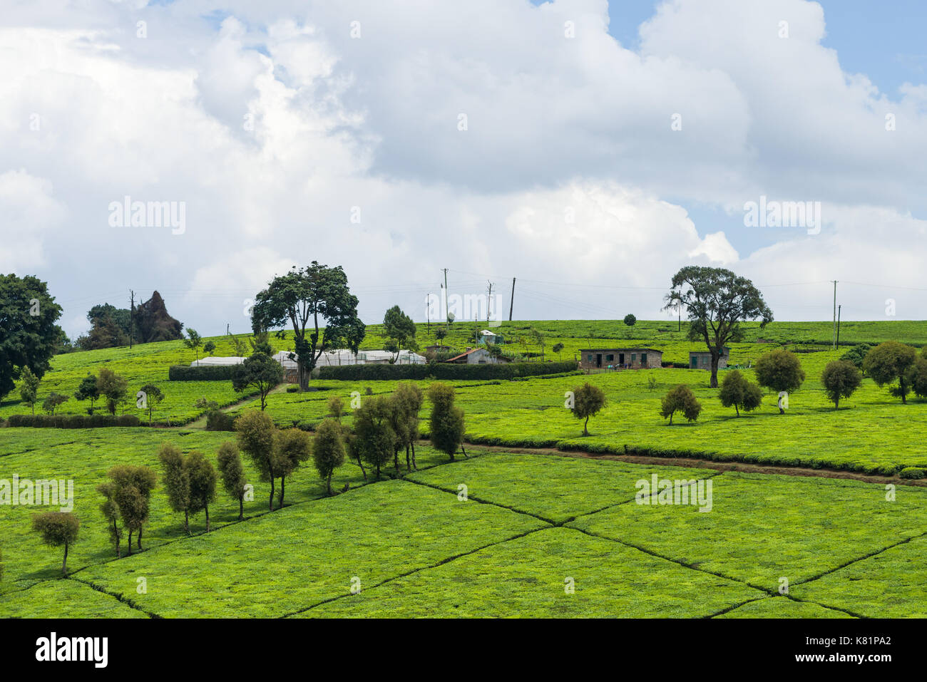 Plantation workers buildings amongst tea plantation fields, Kenya Stock ...