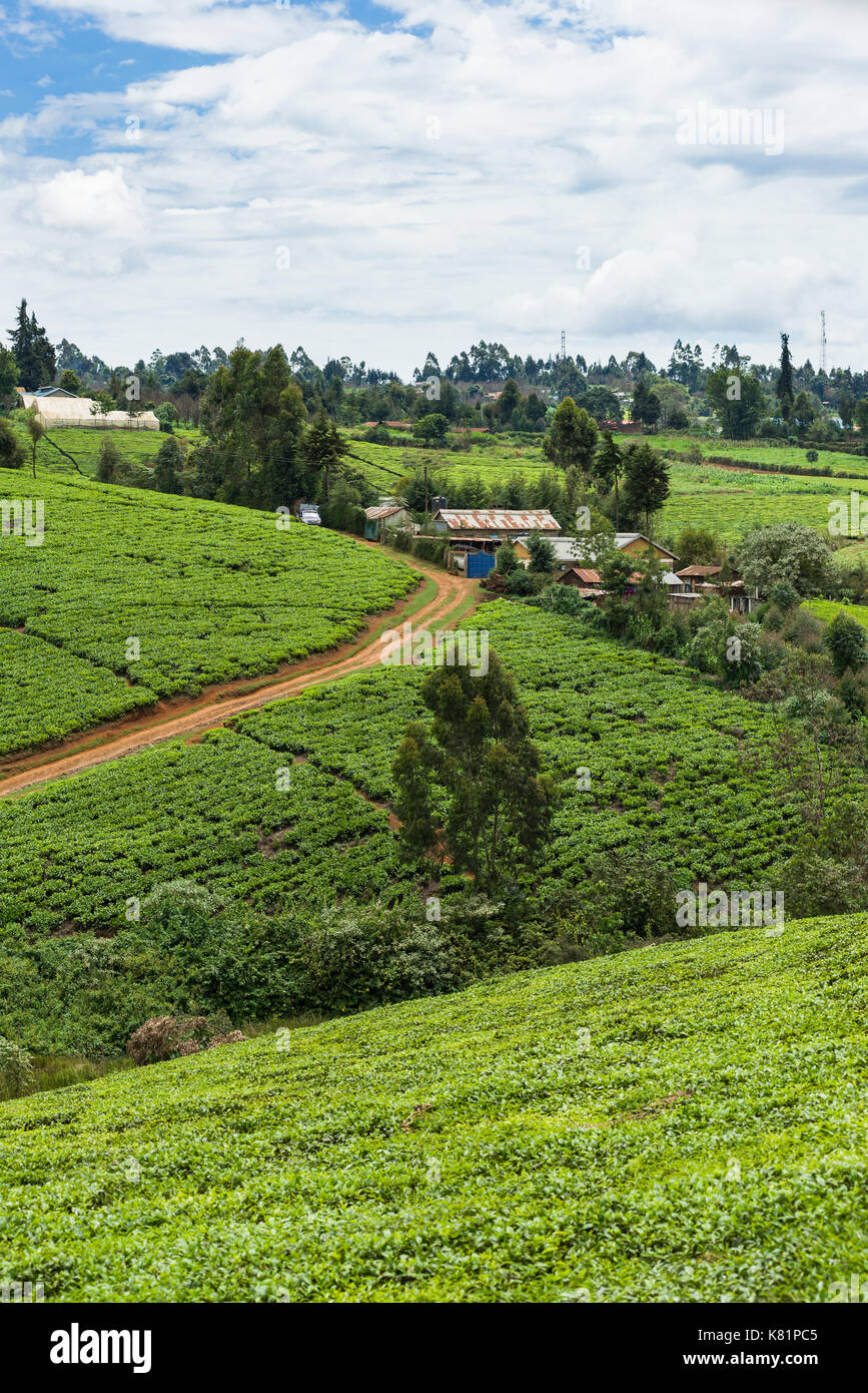 Kenya tea fields hi-res stock photography and images - Alamy