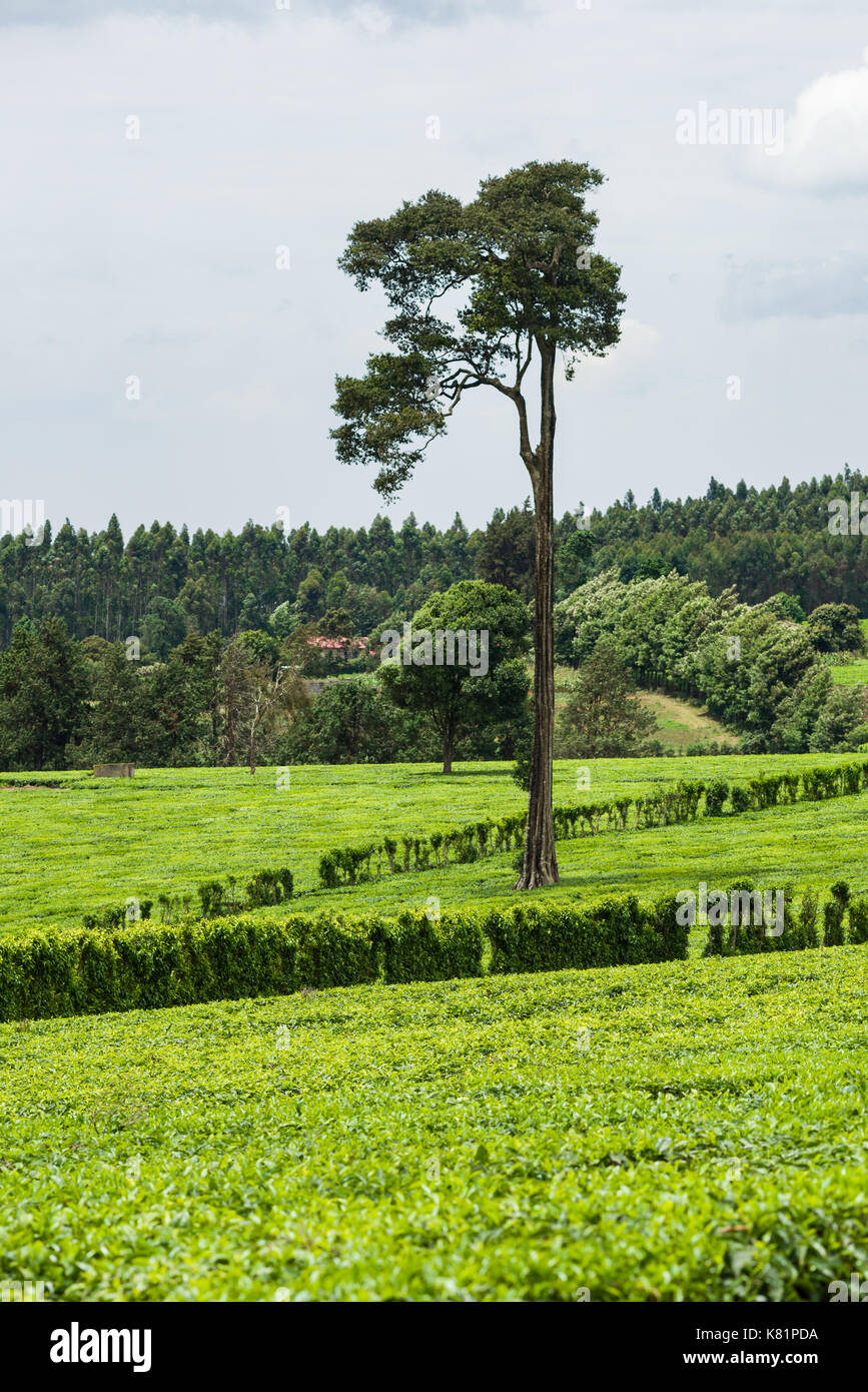 Trees growing in between tea plants in tea plantations, Kenya Stock ...
