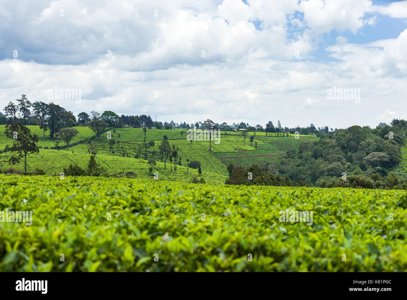 Kenya tea plants hi-res stock photography and images - Alamy