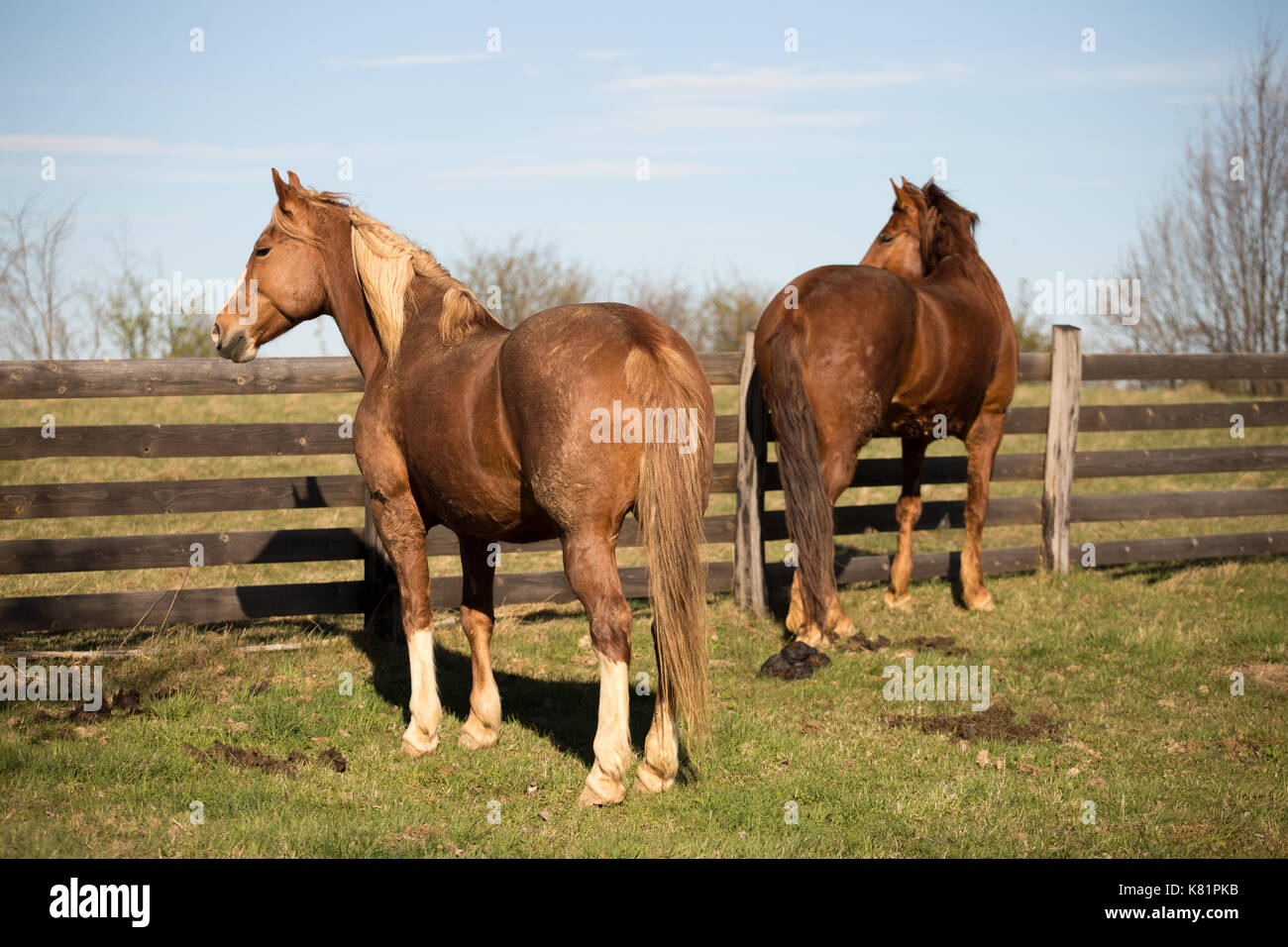 Two horses looking over a fence Stock Photo - Alamy
