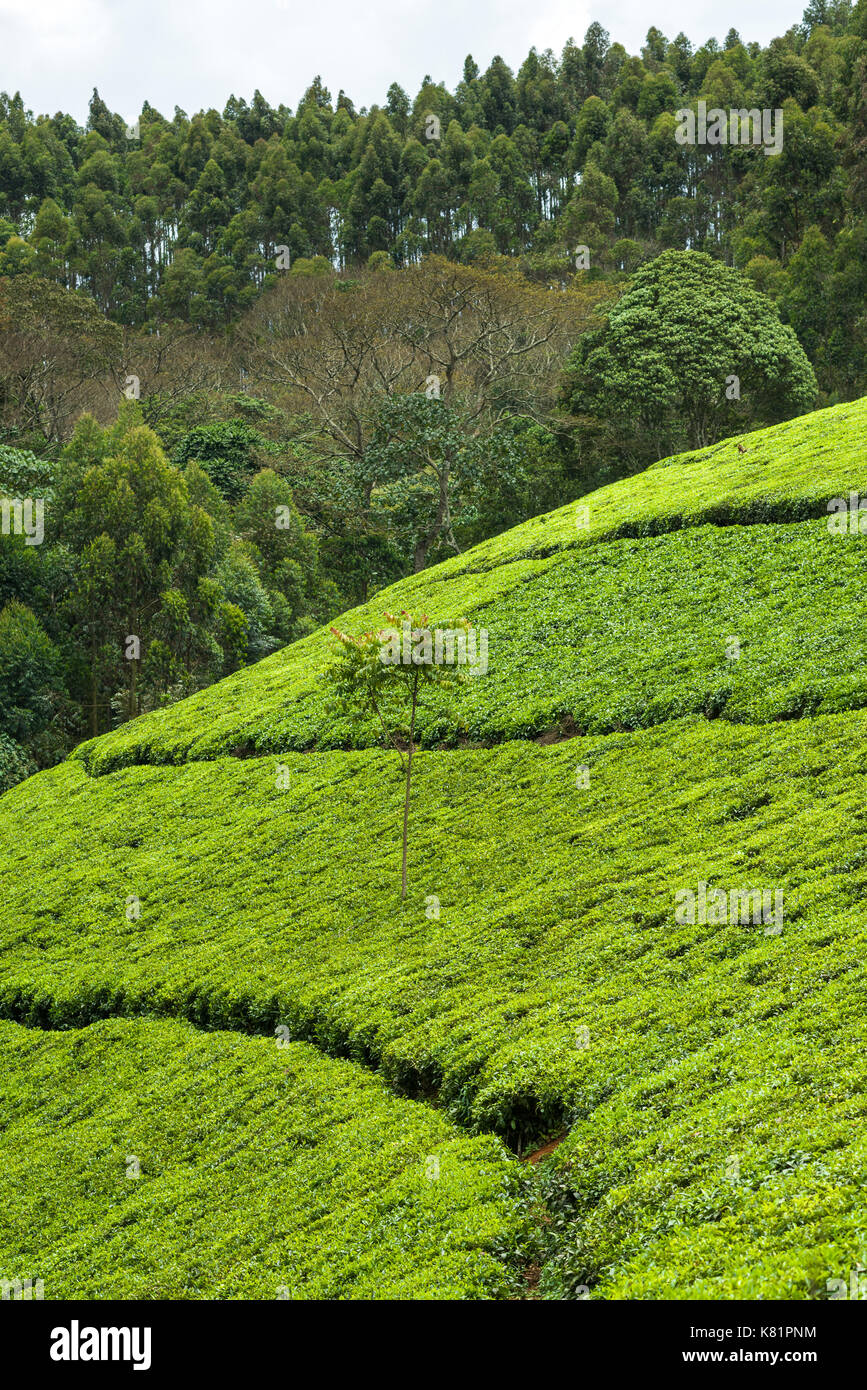African tea plantations hi-res stock photography and images - Alamy