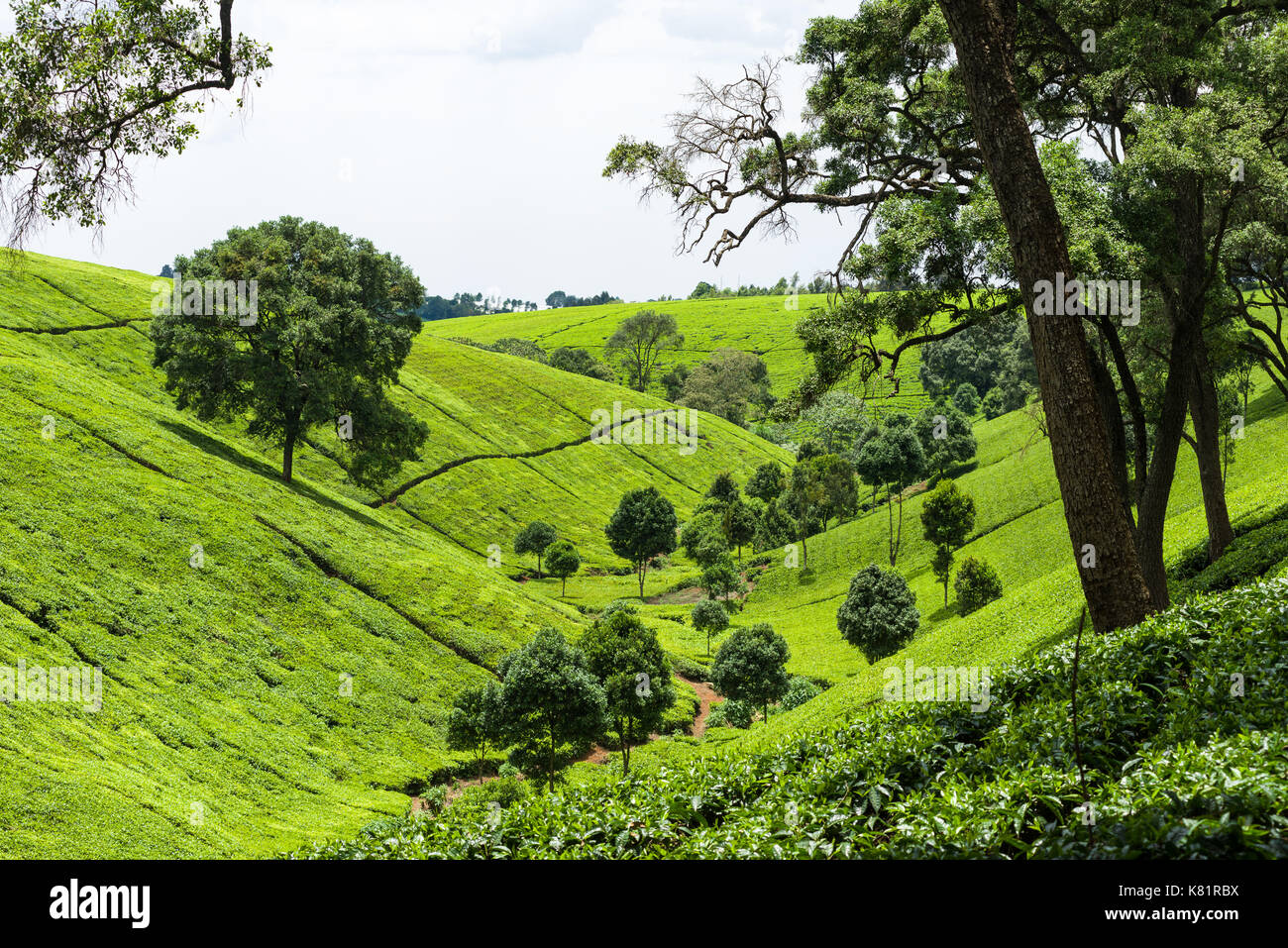 Africa Kenya Tea Plantation Limuru Stock Photos & Africa Kenya Tea ...