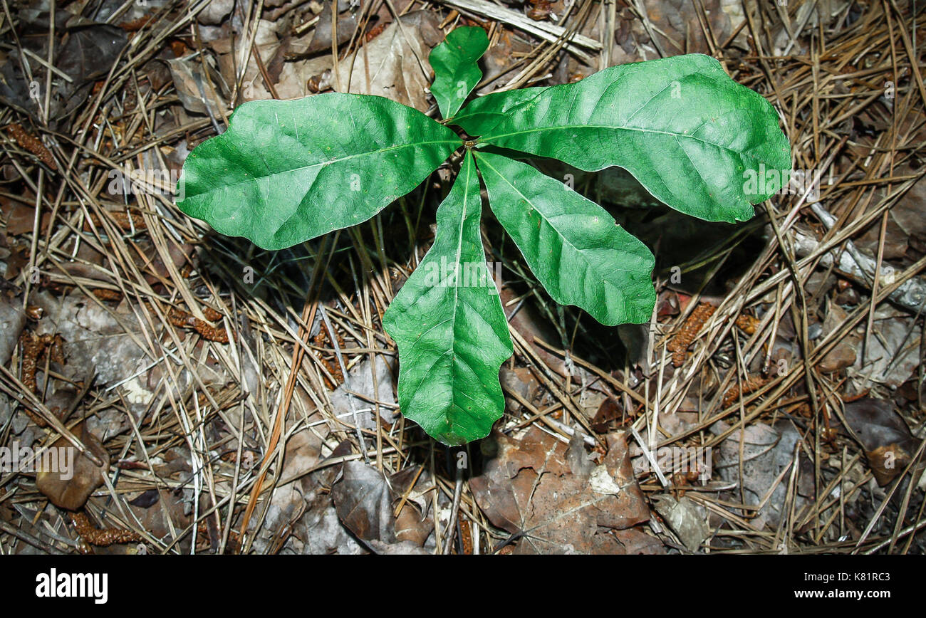 Growing from the ground hi-res stock photography and images - Alamy