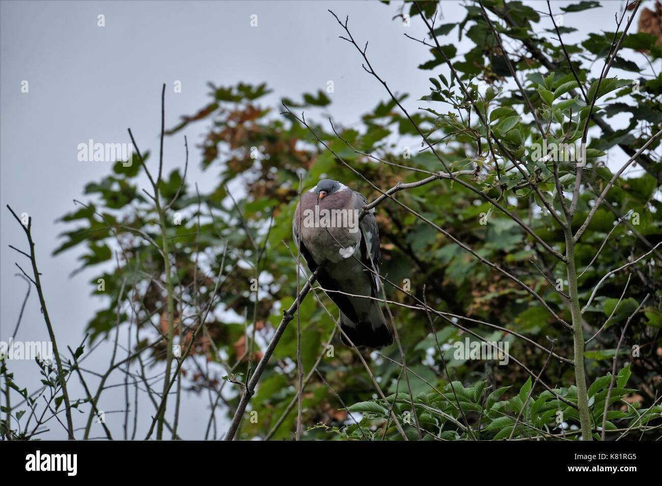 pigeon in a tree Stock Photo - Alamy