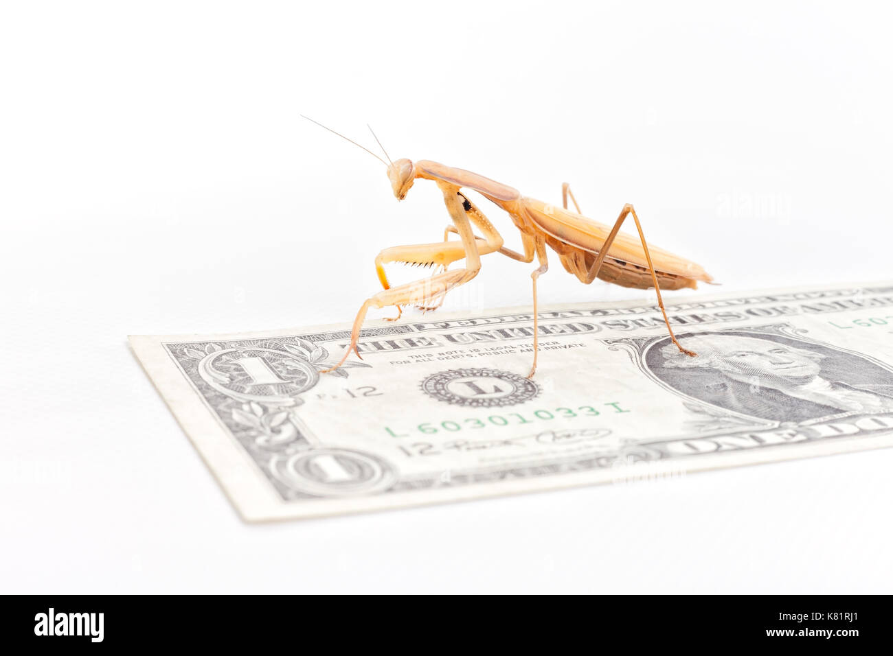 Praying mantis on top of a dollar. White background Stock Photo - Alamy