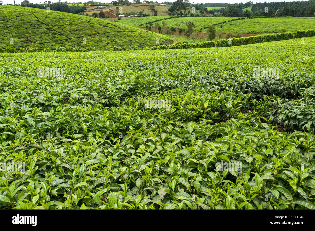 Tea plantation hi-res stock photography and images - Alamy