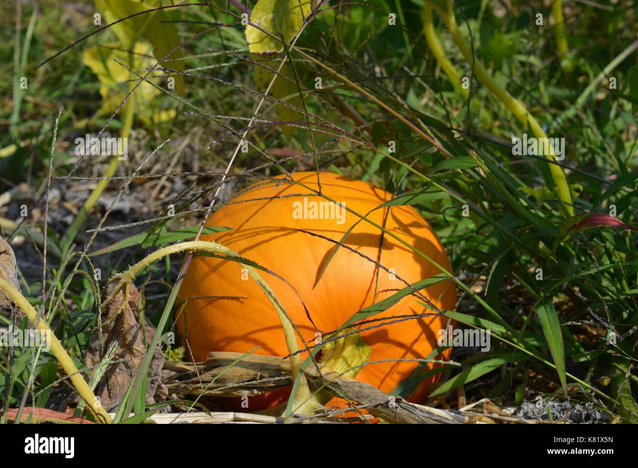 Pumpkin in the garden Stock Photo - Alamy