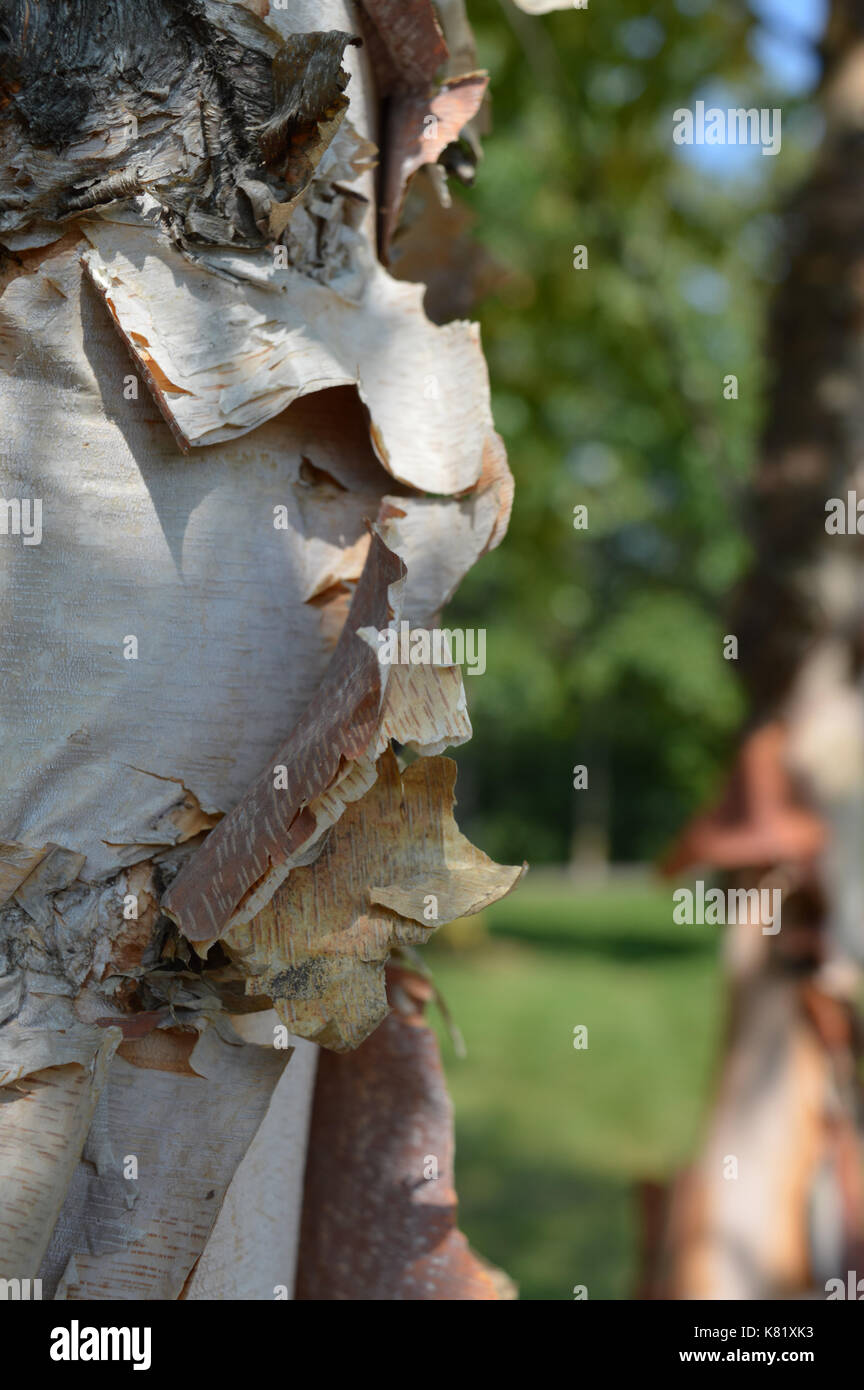 Thin tree trunk hi-res stock photography and images - Alamy