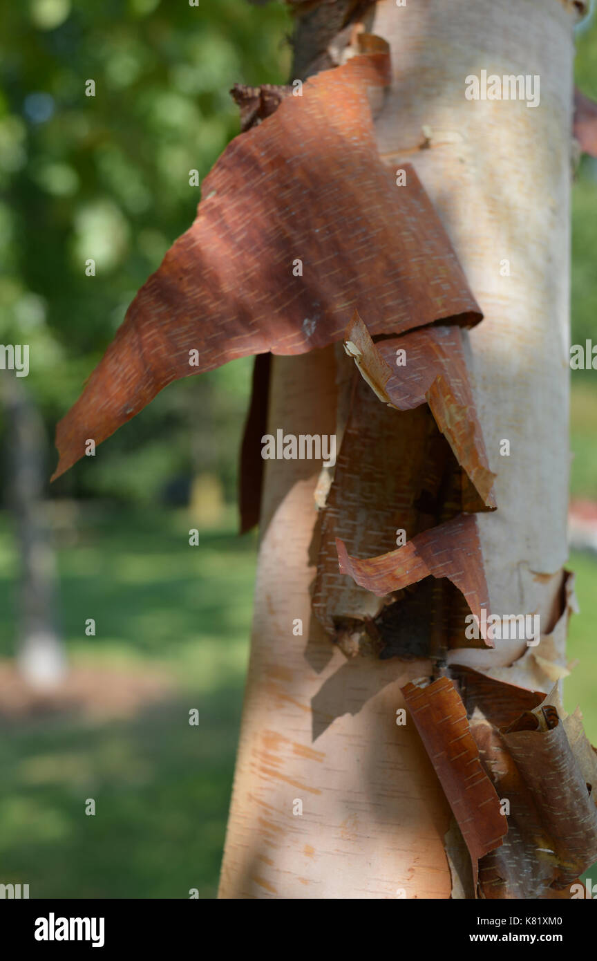 Thin tree trunk hi-res stock photography and images - Alamy