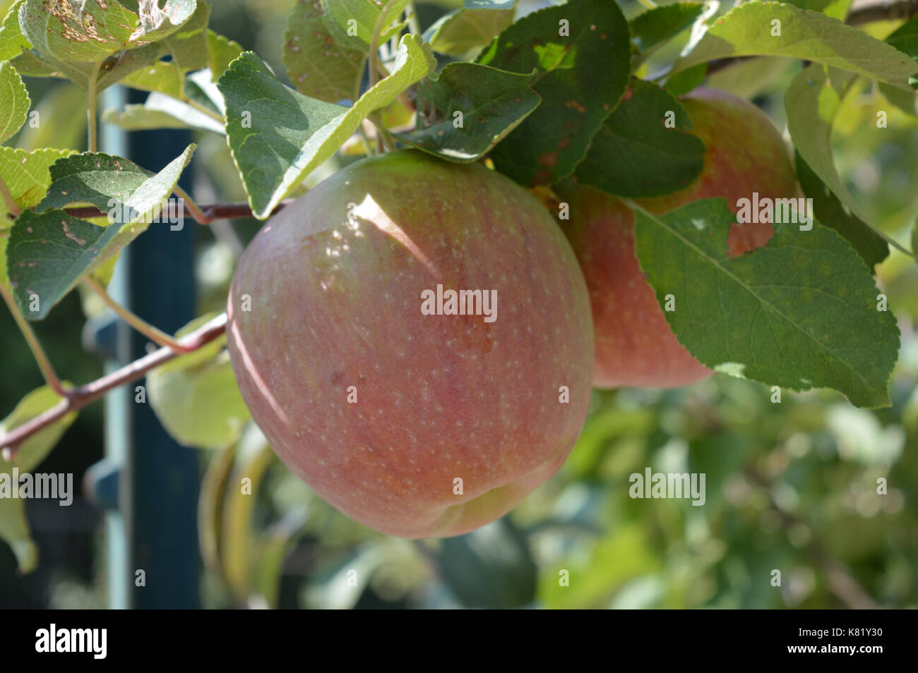 Apple on the tree Stock Photo - Alamy
