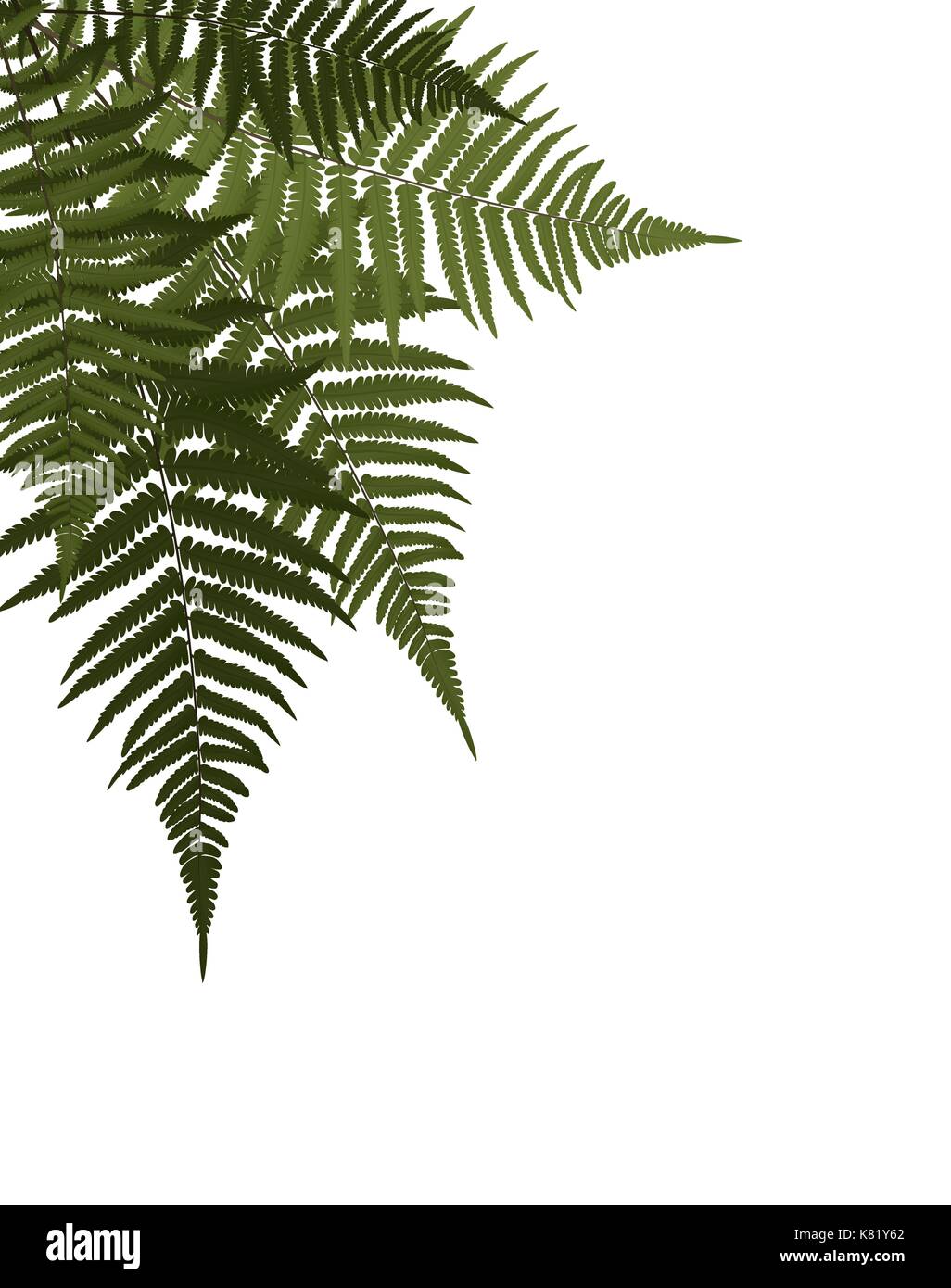 Fern Leaf Vector Background Illustration Stock Vector Image & Art - Alamy