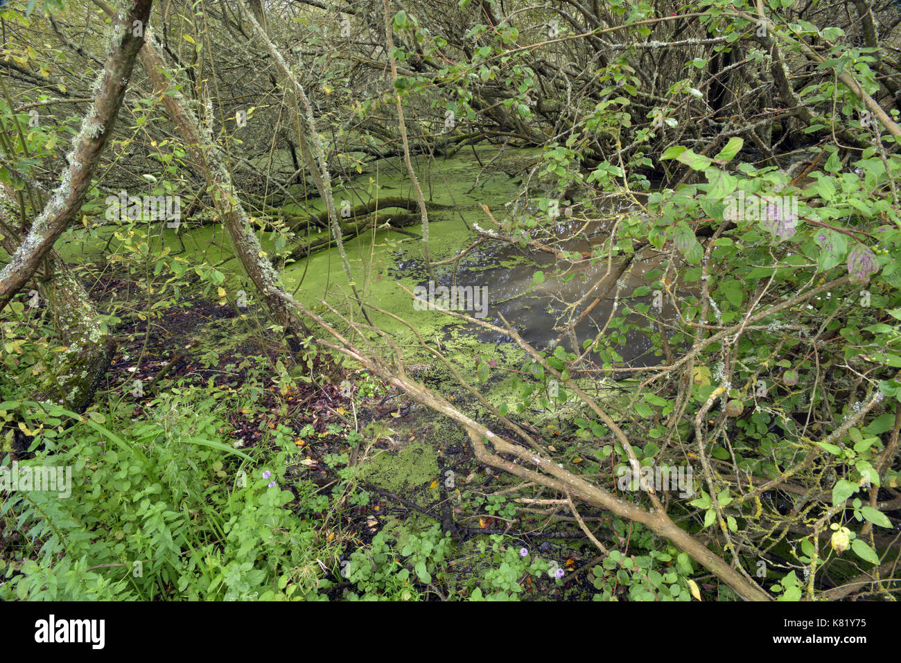 Some trees and bushes that have fallen over in a woodland bog with ...