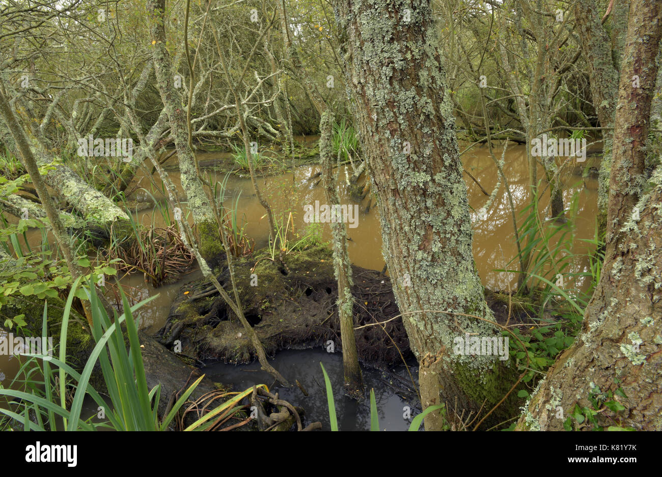 Some trees and bushes that have fallen over in a woodland bog with ...