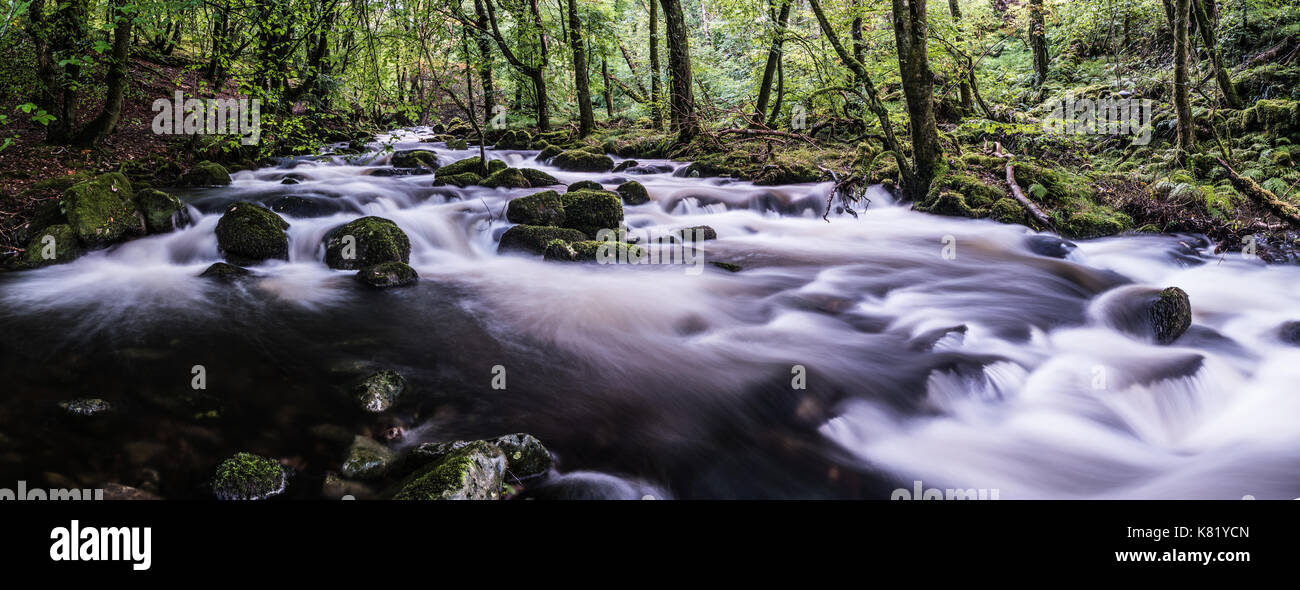 Nort Wales rainforest with fast flowing river in a wood Stock Photo - Alamy