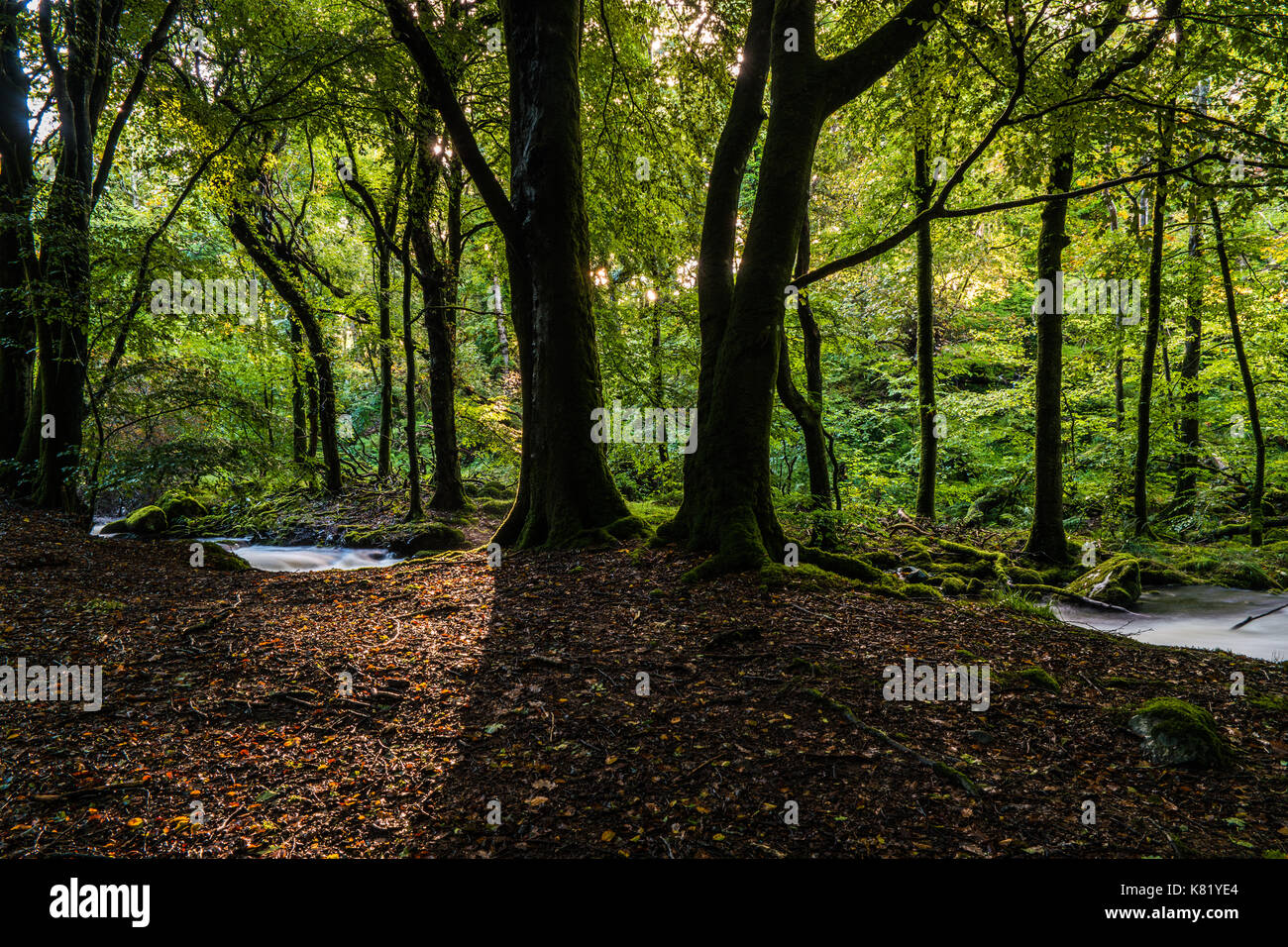 Nort Wales rainforest with fast flowing river in a wood Stock Photo - Alamy