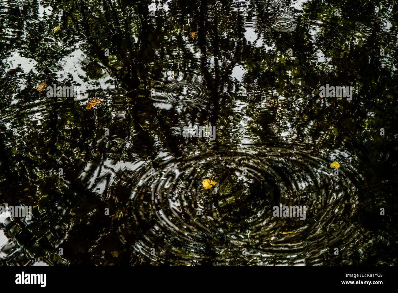 Raindrops falling on a lake causing ripples Stock Photo - Alamy