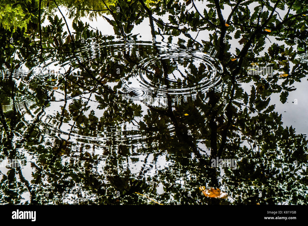 Raindrops falling on a lake causing ripples Stock Photo - Alamy