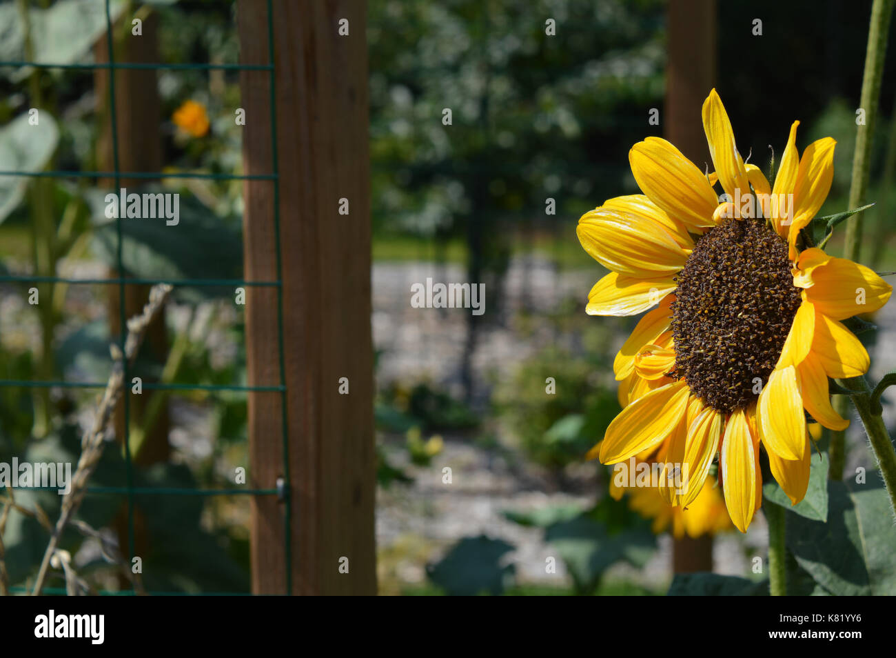 Center of sunflower hi-res stock photography and images - Alamy
