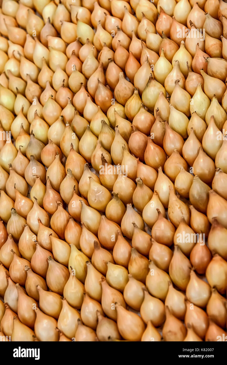 Textured background of heads of small yellow onions for planting. The ...