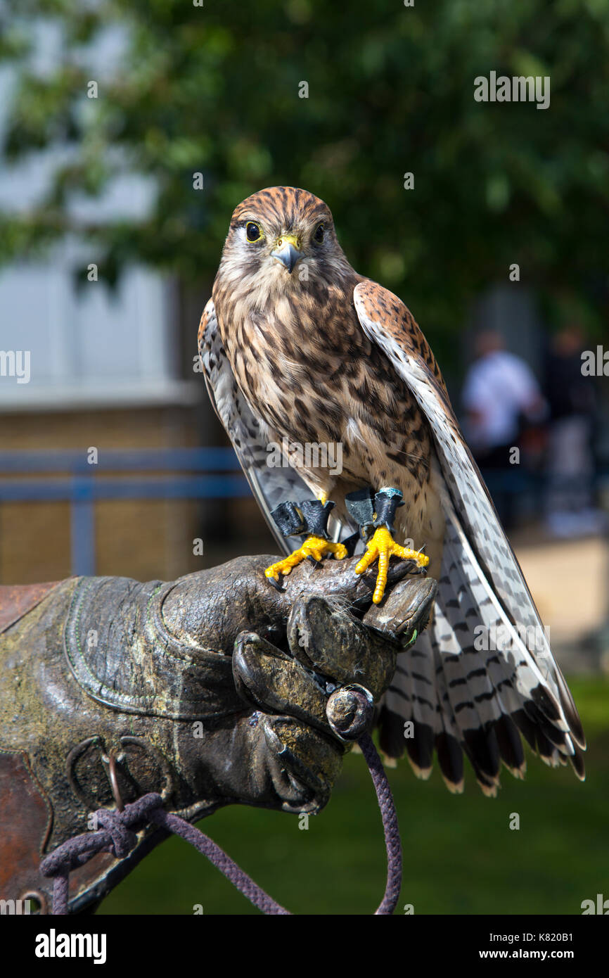 Uk british kestrel hi-res stock photography and images - Alamy