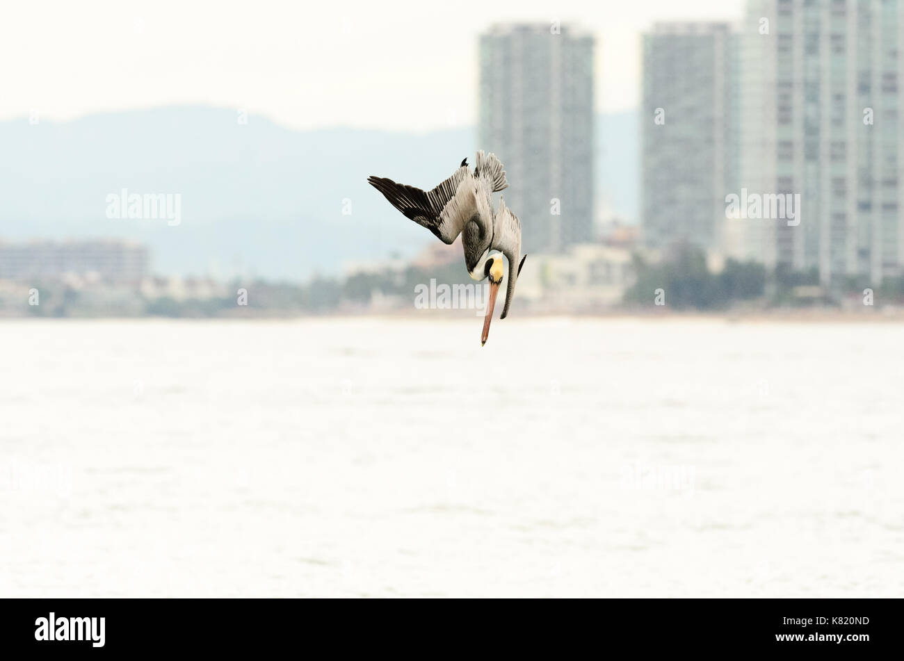 Pelican diving flying is a beautiful feathered pacific coast pelican ...