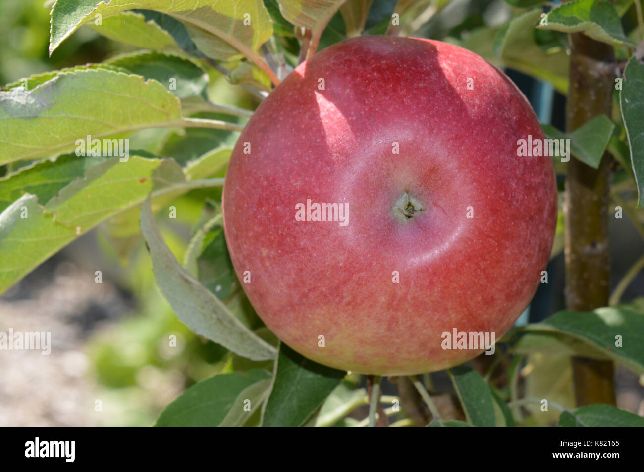 Apple on the tree Stock Photo - Alamy