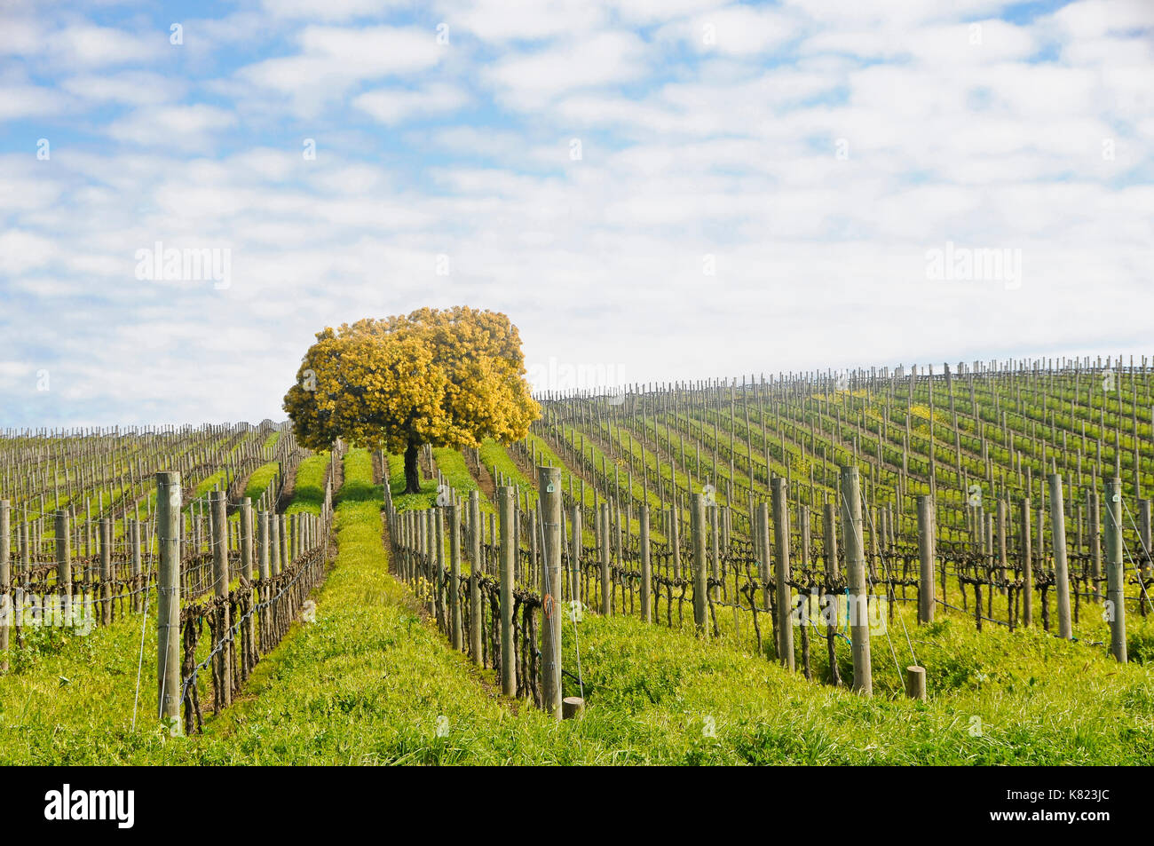 Vineyard poles hi-res stock photography and images - Alamy