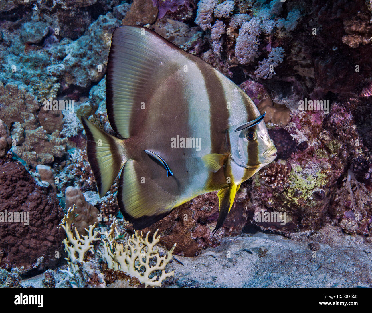 Cleaning station fish High Resolution Stock Photography and Images - Alamy