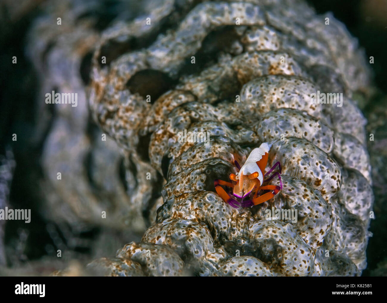 Emperor shrimp (Periclimenes imperator) on sea cucumber. Ambon ...