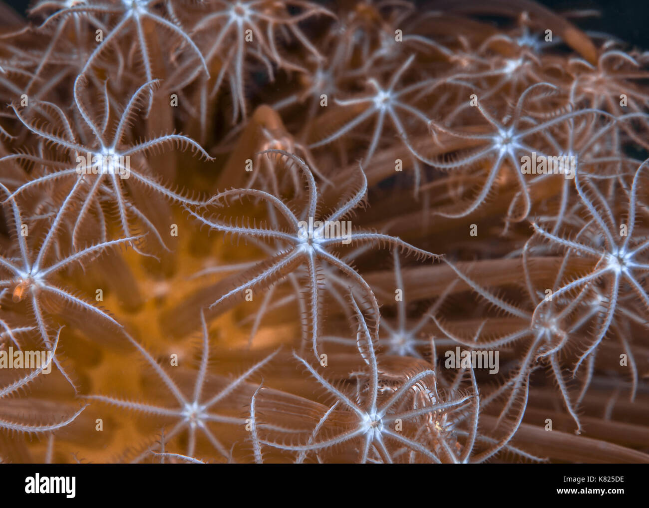 Soft coral polyps of Veretillum sp. sea pen. Ambon, Indonesia Stock ...
