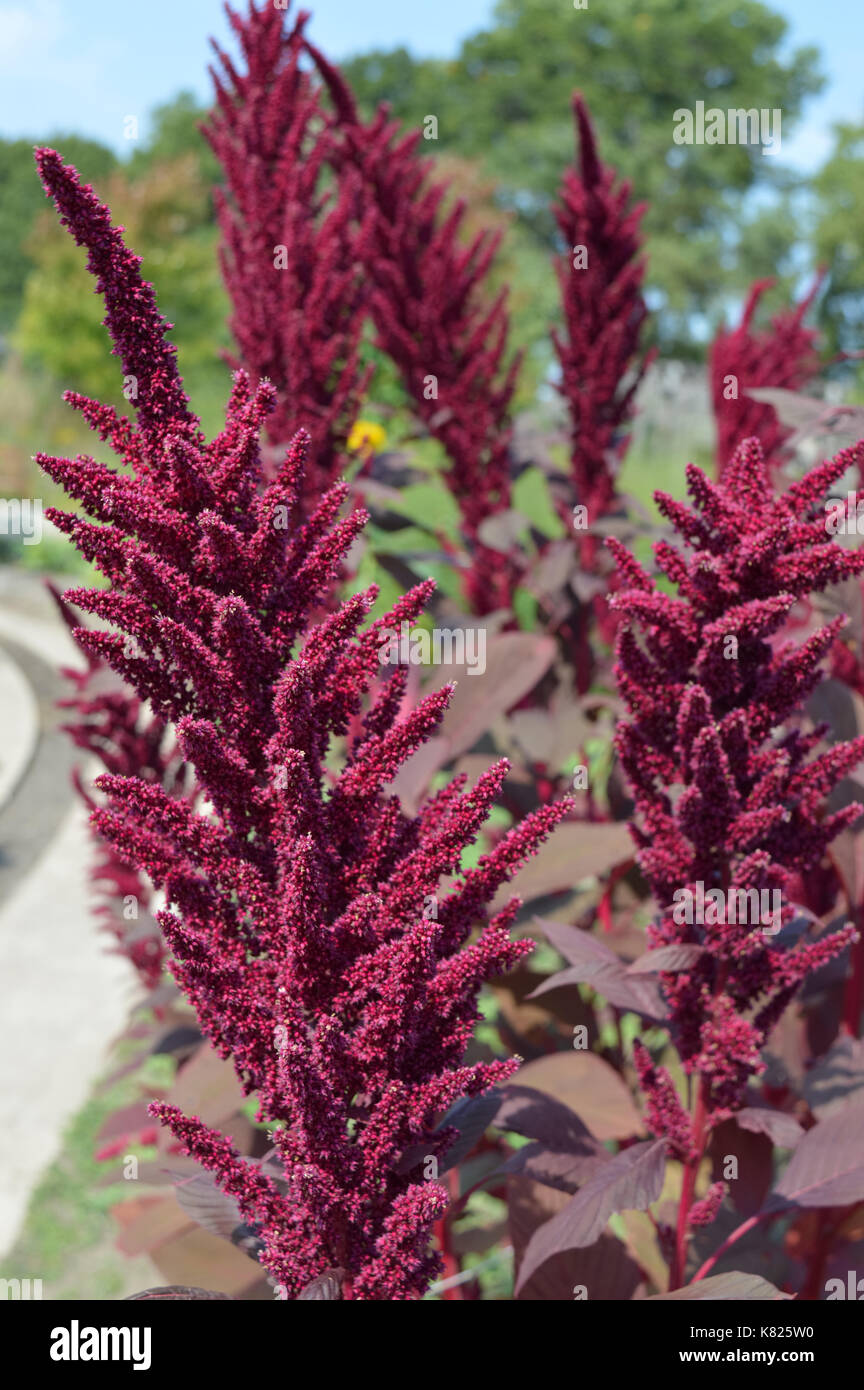 Purple grain amaranth hi-res stock photography and images - Alamy