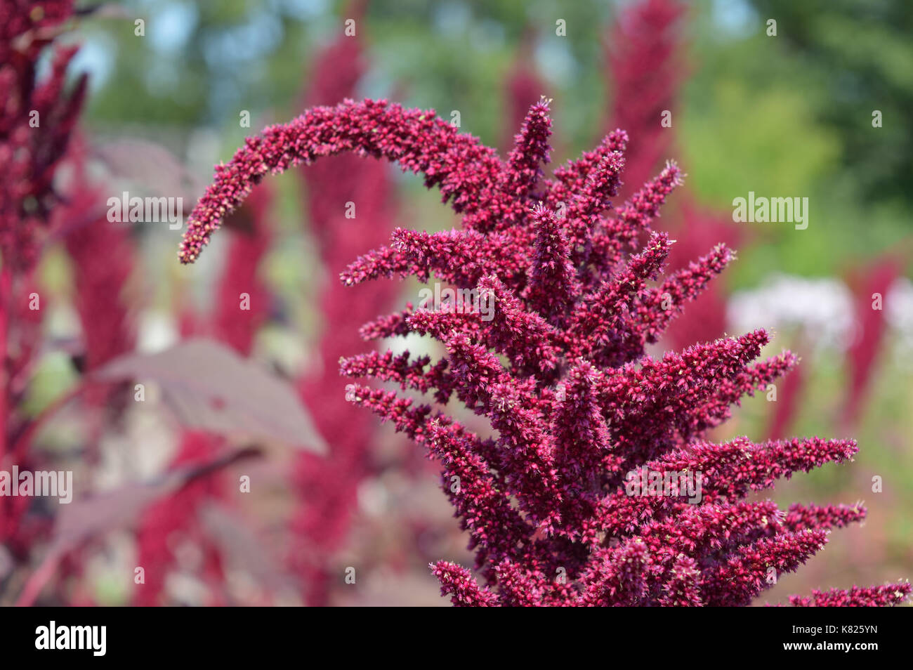 Purple grain amaranth hi-res stock photography and images - Alamy