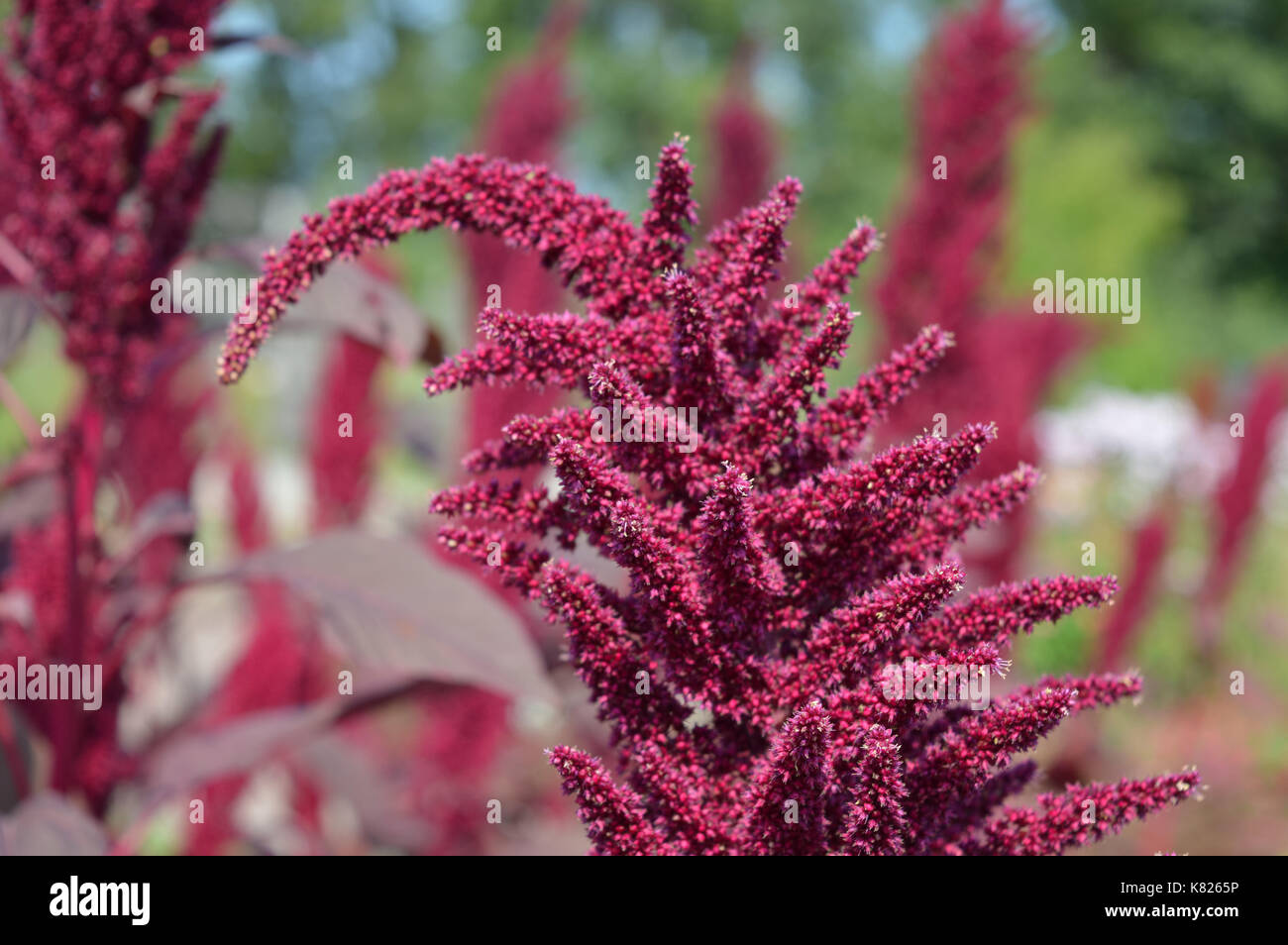 Garden amaranth hi-res stock photography and images - Alamy