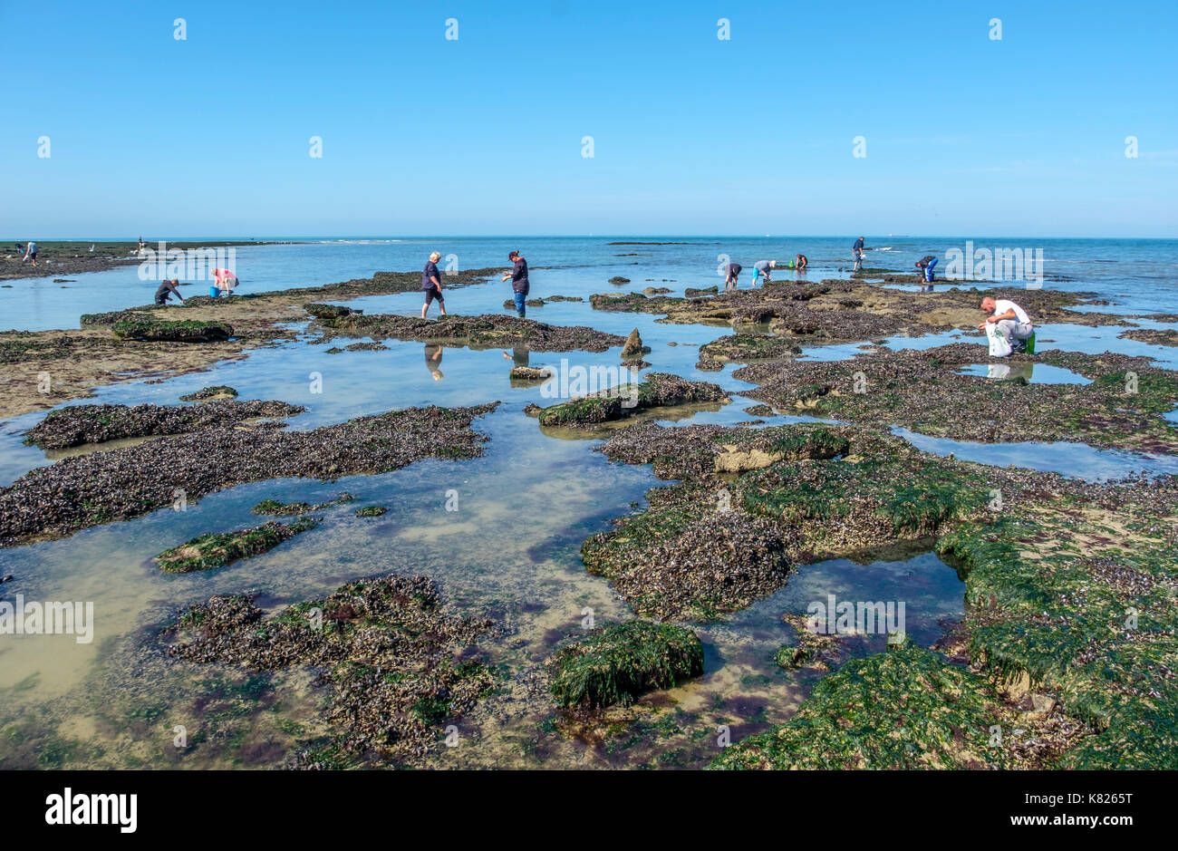 English mussels hi-res stock photography and images - Alamy