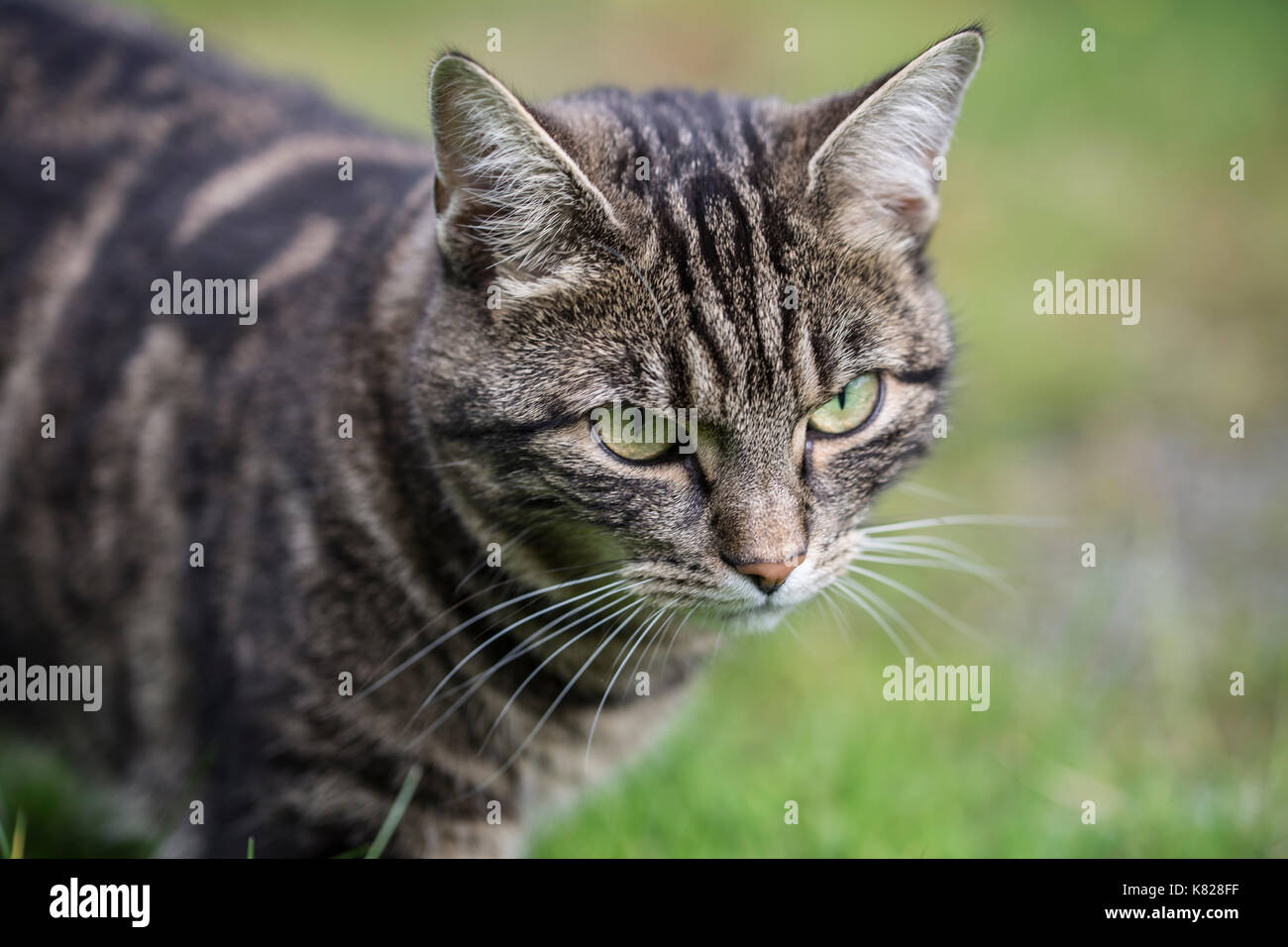 Cute grey cat Stock Photo - Alamy