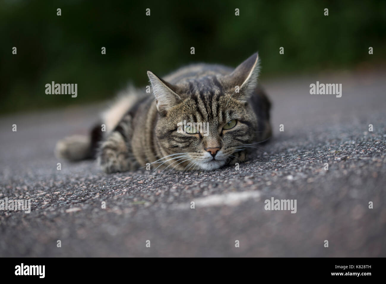 Cute grey cat Stock Photo - Alamy