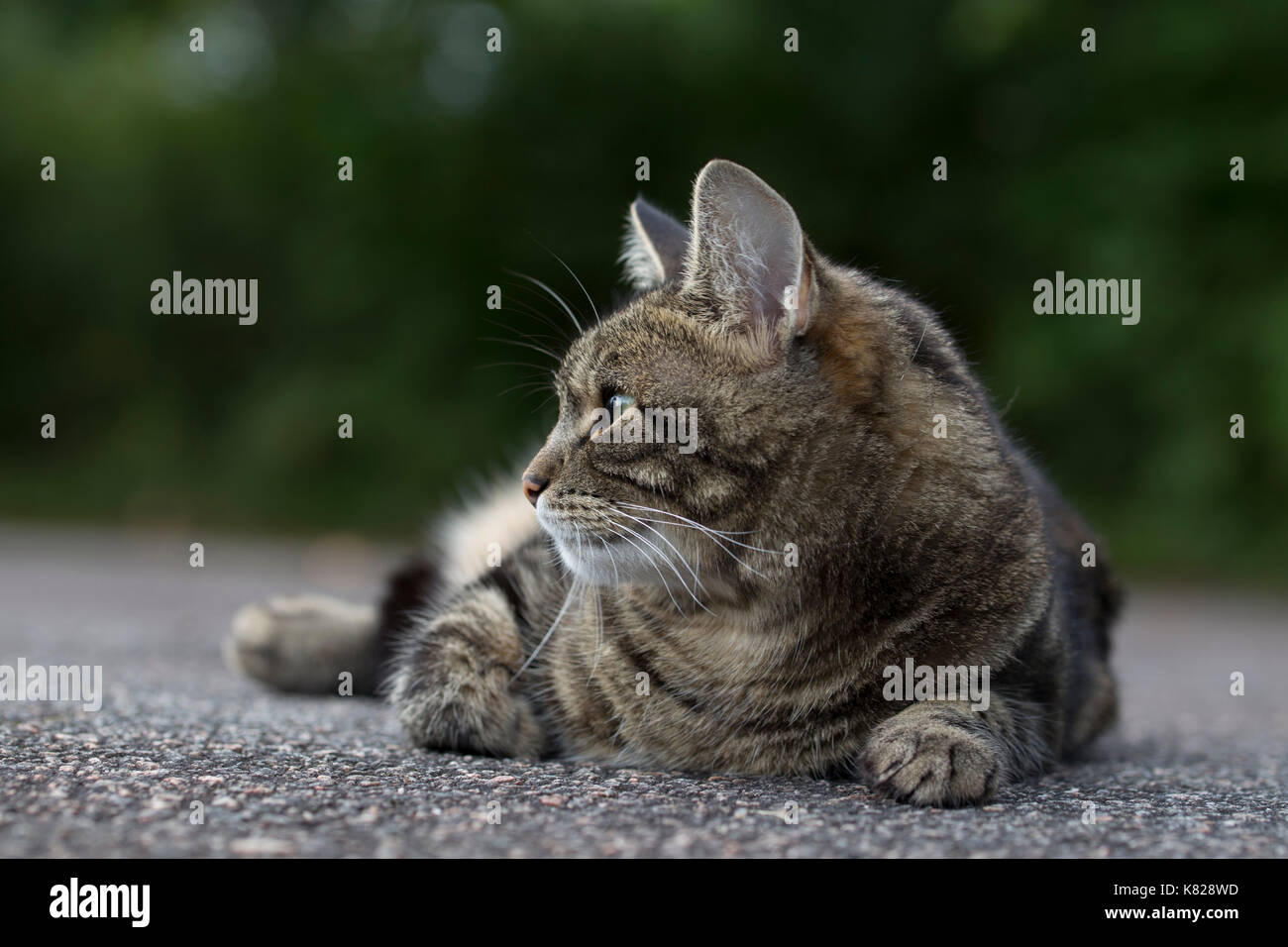 Cute grey cat Stock Photo - Alamy