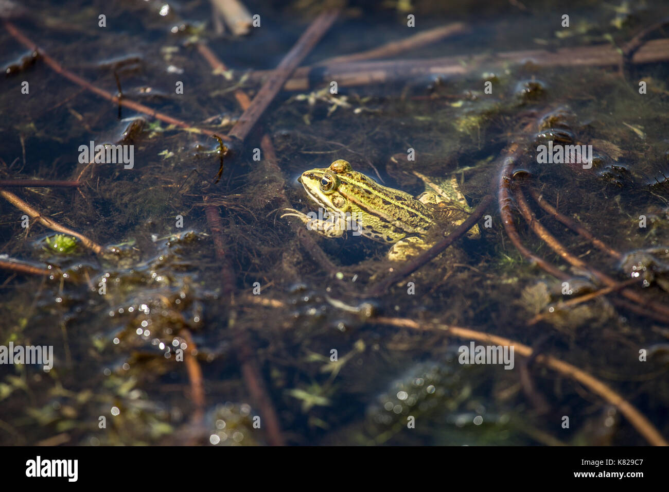 Frog lake california hi-res stock photography and images - Alamy
