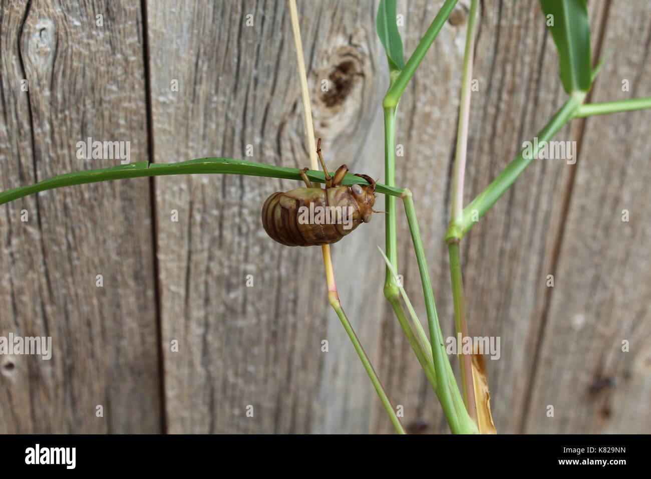 Locust shell hi-res stock photography and images - Alamy
