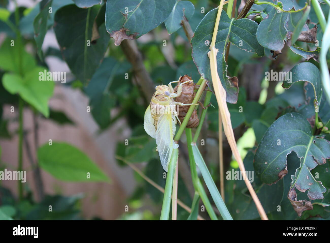 Locust shell hi-res stock photography and images - Alamy