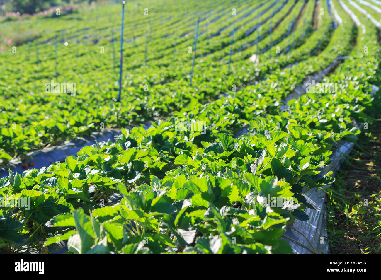 Fresh Strawberry field on the mountain Stock Photo - Alamy