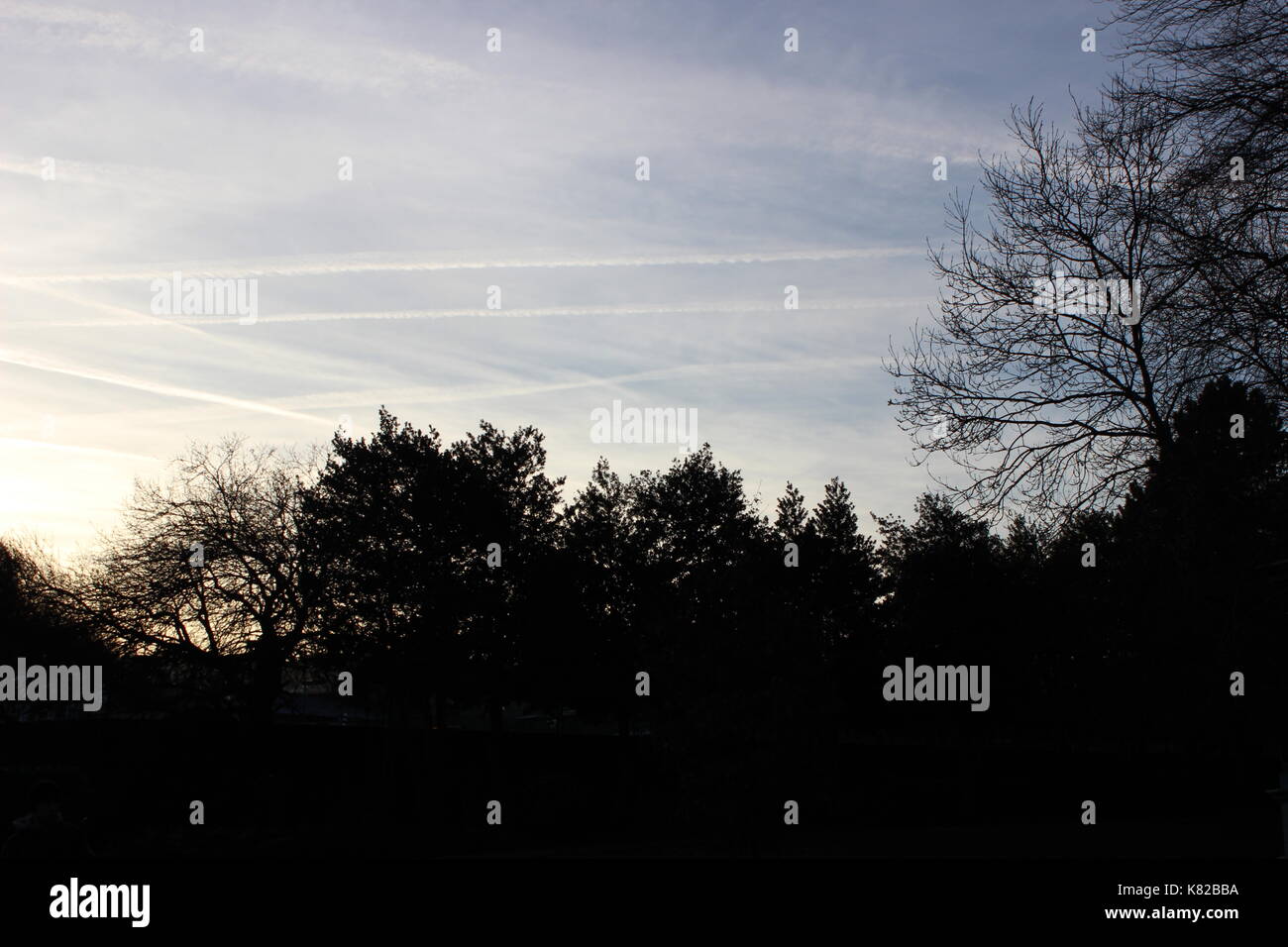 Tress silhouette hi-res stock photography and images - Alamy