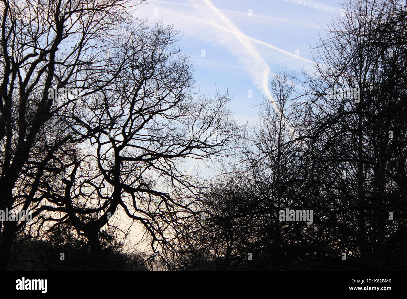 Trees against sky hi-res stock photography and images - Alamy