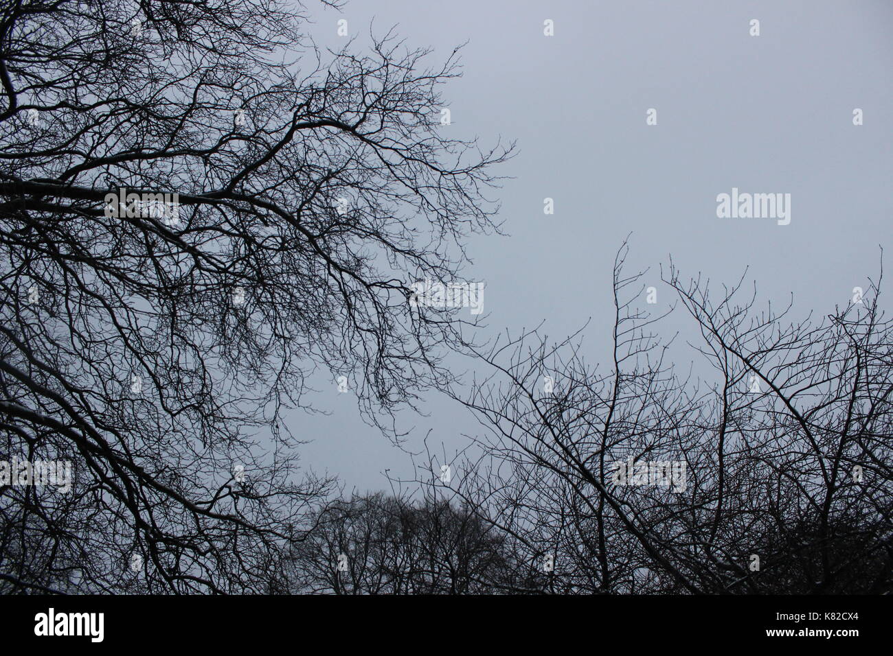 Winter sky with trees Stock Photo - Alamy