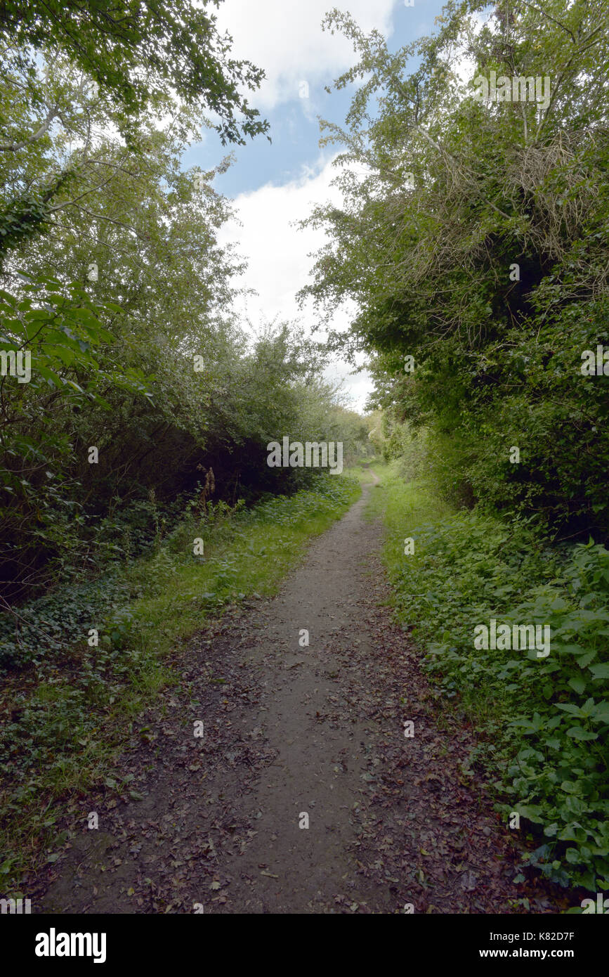 Woods and copses hi-res stock photography and images - Alamy