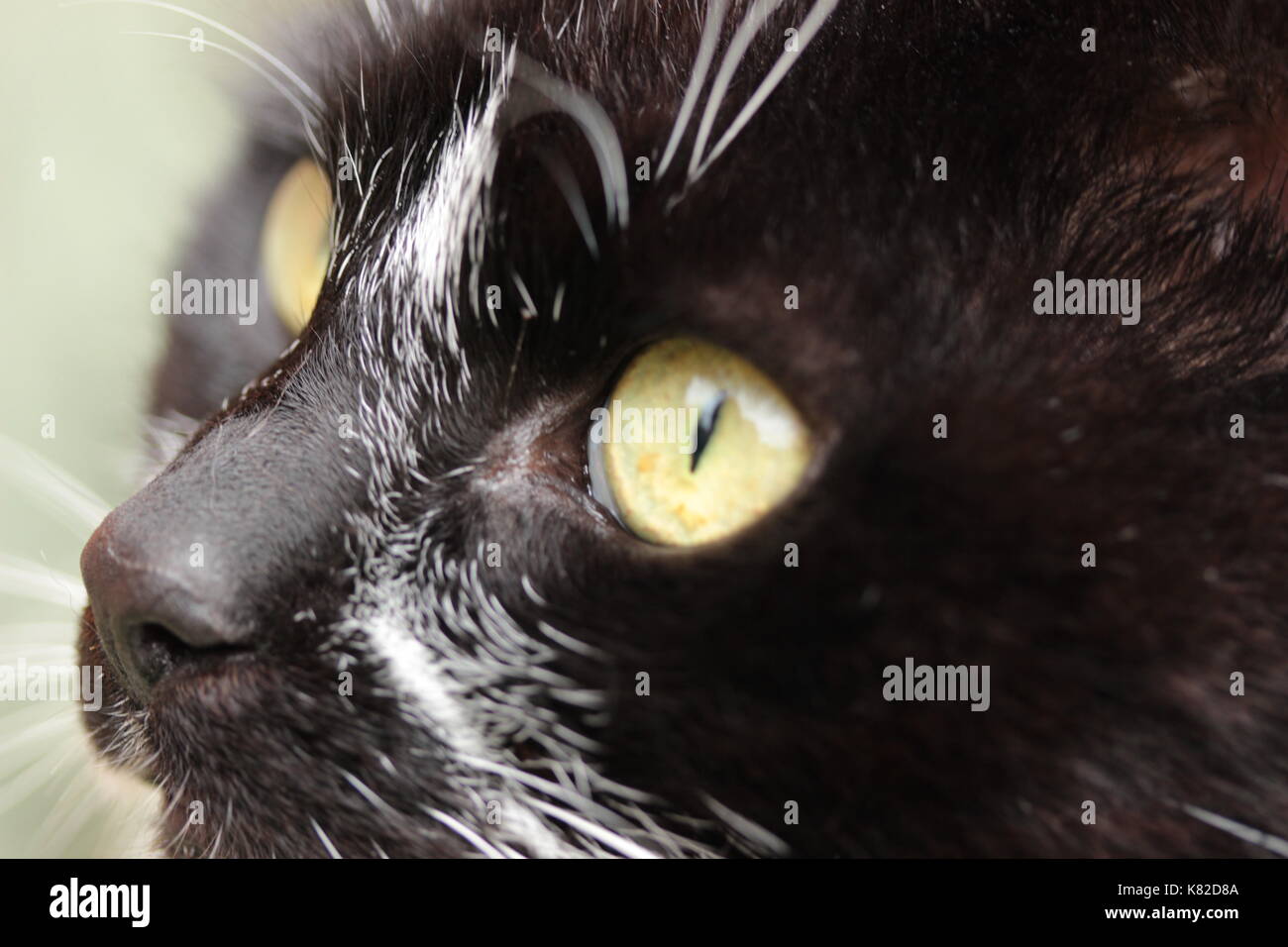 Macro cat eyes hi-res stock photography and images - Alamy