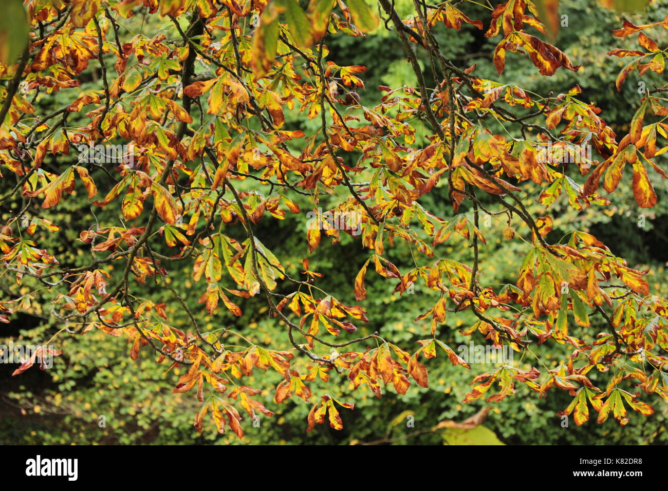 Bright vibrant colours of leaves hi-res stock photography and images ...