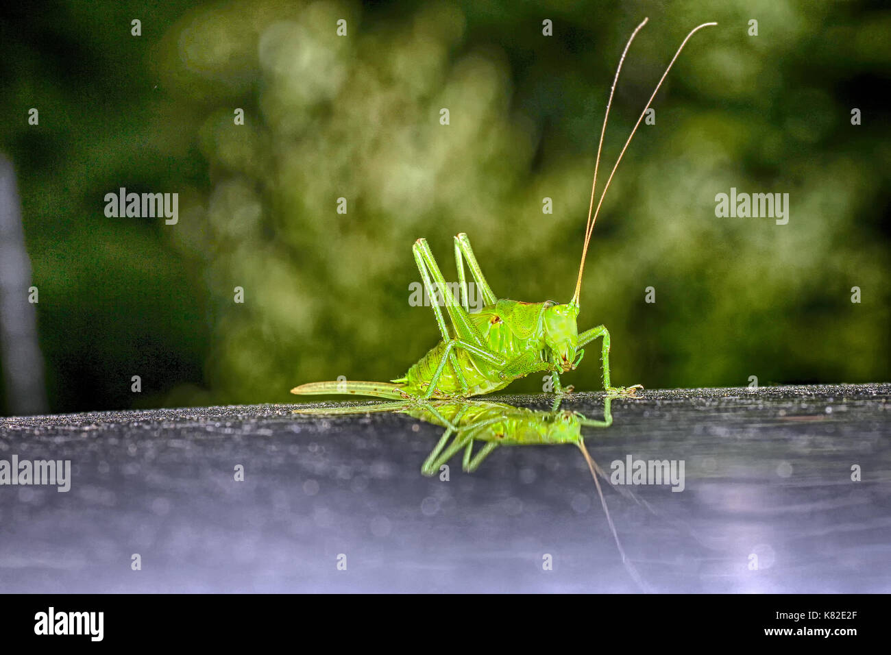Insekten in Flug, Insects in flight Stock Photo - Alamy